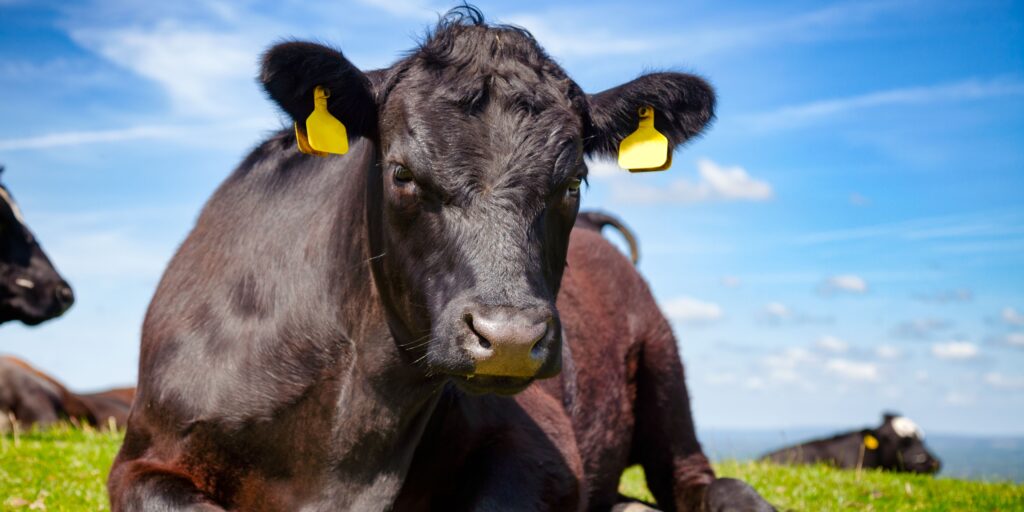 Black Angus vs. Angus: ¿Cuál es la diferencia y cuál elegir? - Iberdeli